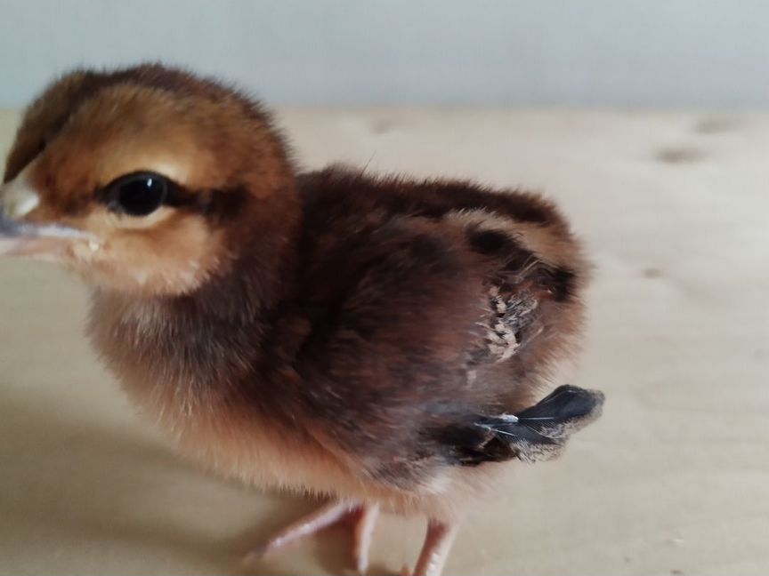 Цыплята белифельдер,ливенская ситцевая