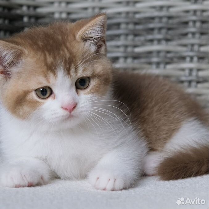 Британский котик циннамон биколор