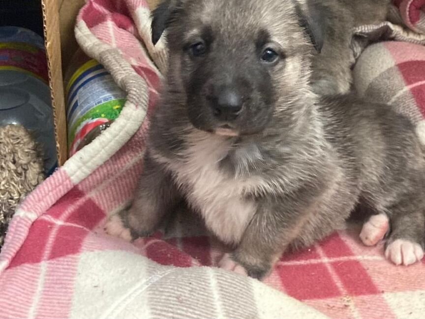 Щеночки в добрые руки