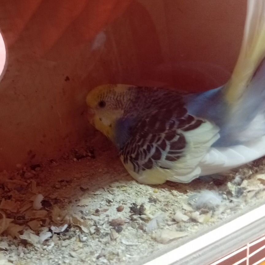 Папугай волнистые