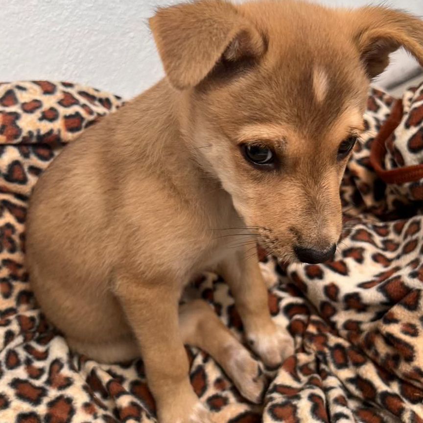 Щенок девочка, будет среднего размера, 2 мес