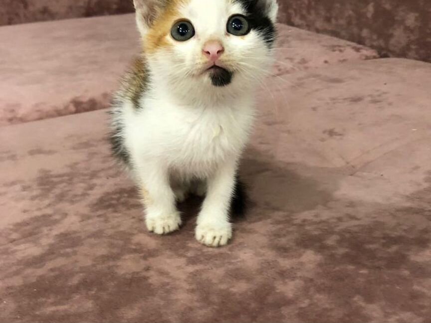 Котенок девочка трехцветная на счастье