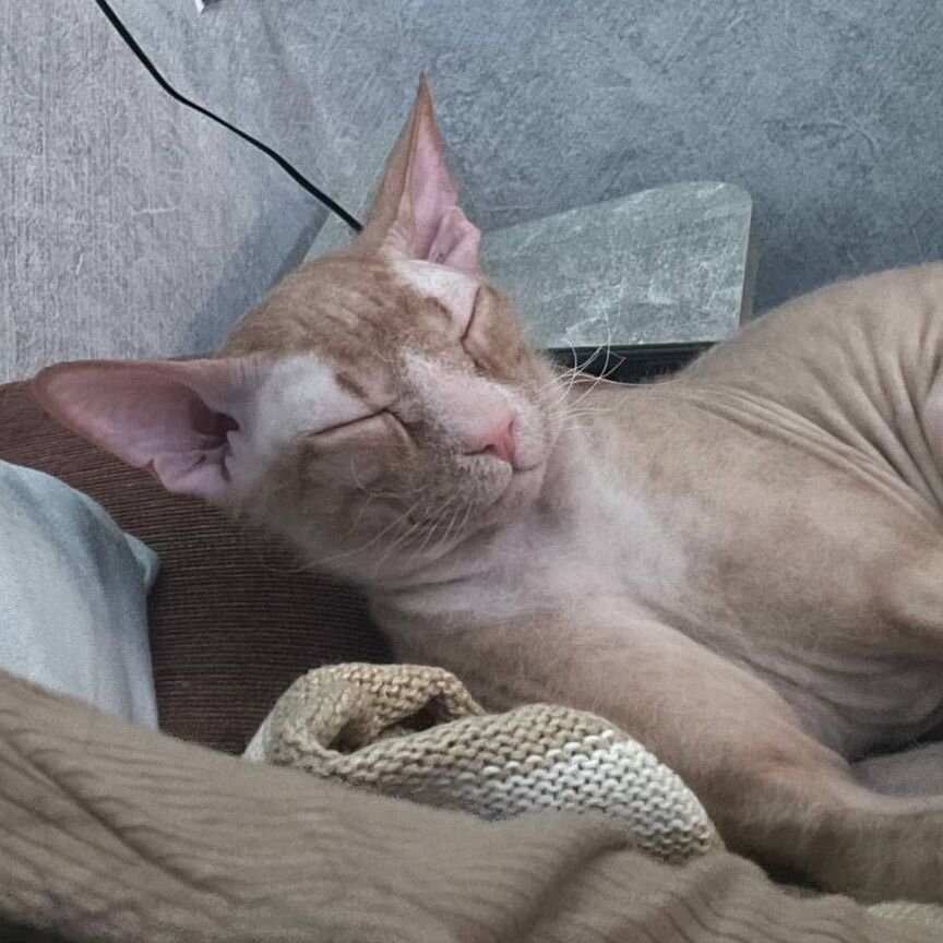 Донской сфинкс котёнок