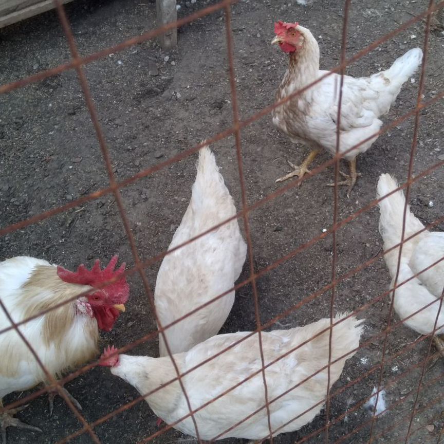 Куры молодки несушки