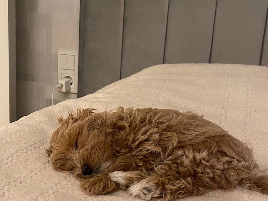 Щенки мальтипу f1 мини