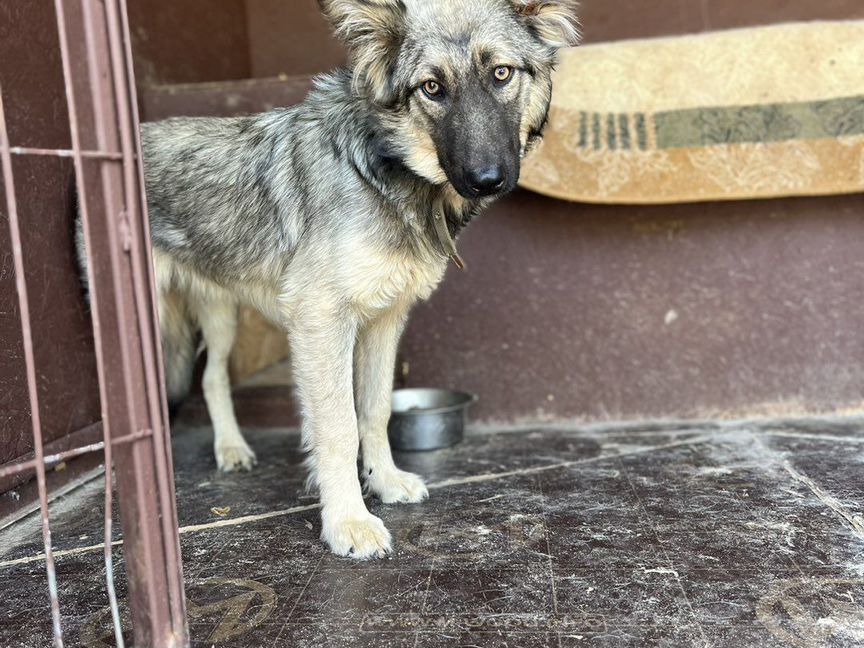 Щенок 11 месяцев