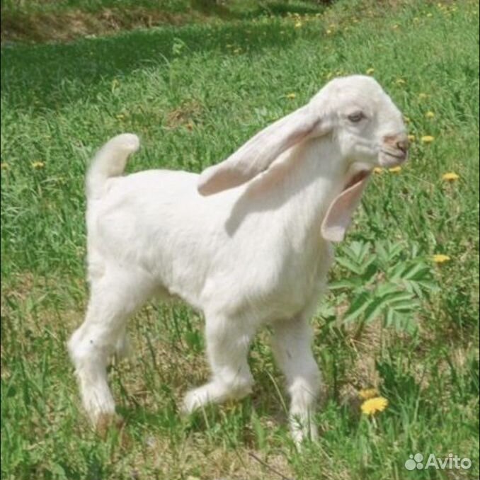 Продам коз Камори 100 проц