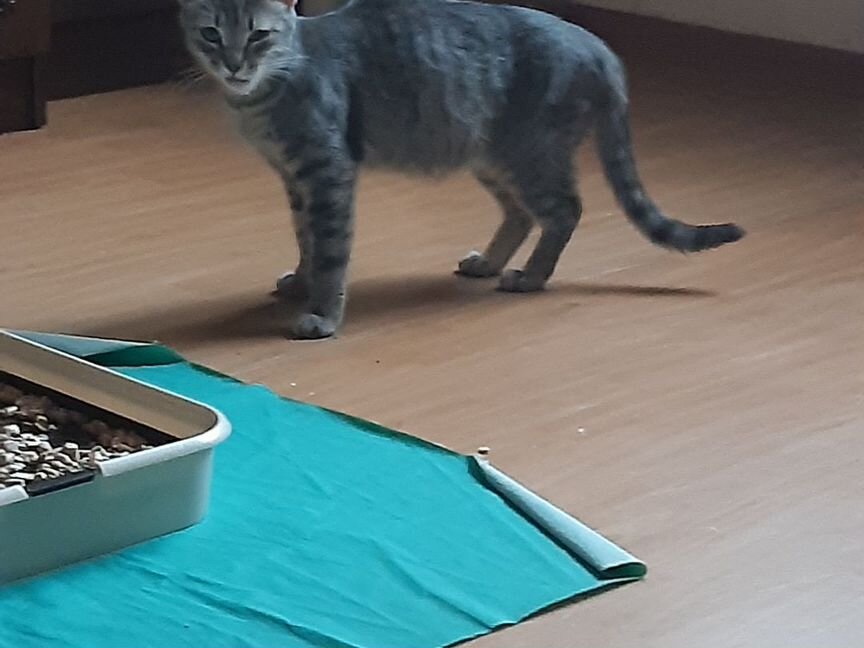 Счастливая кошка