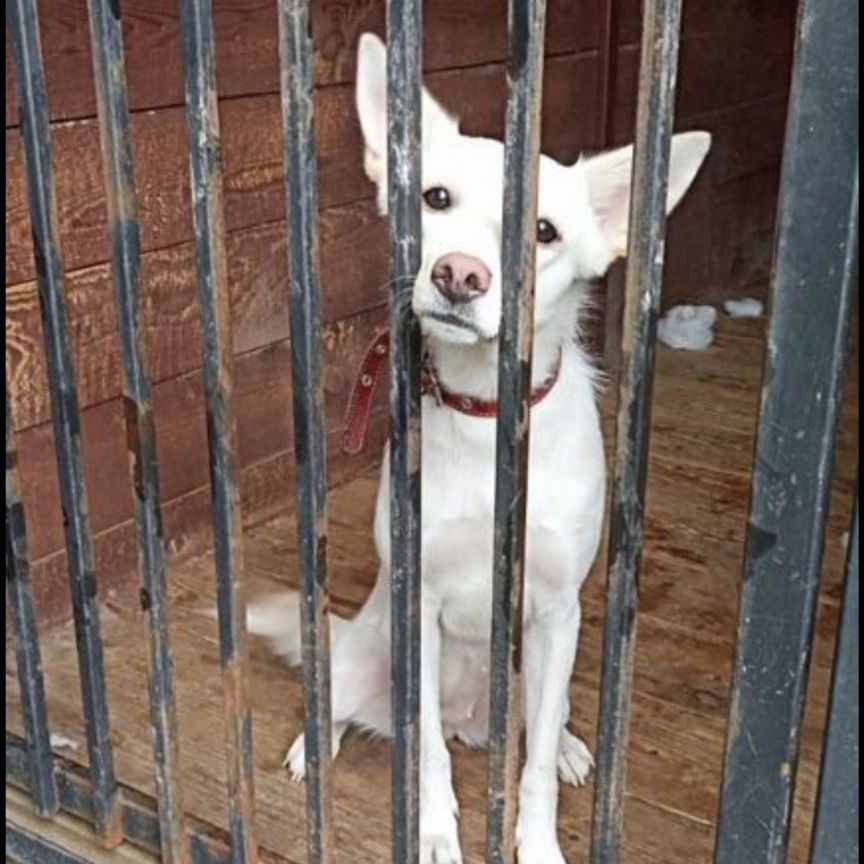 Собачка в добрые руки