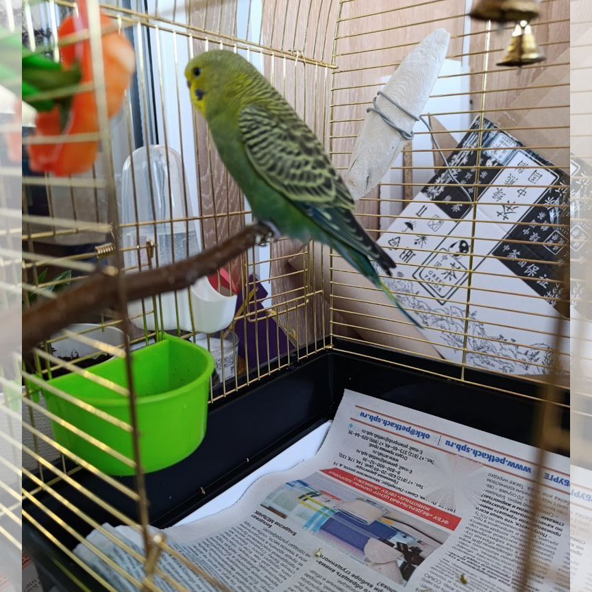 Волнистый попугай