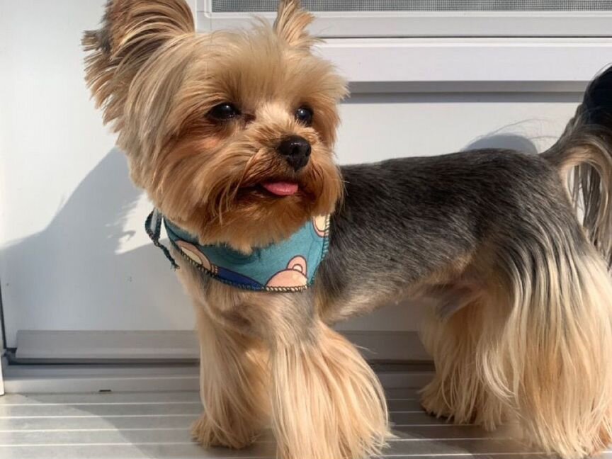 Йоркширский терьер мальчик