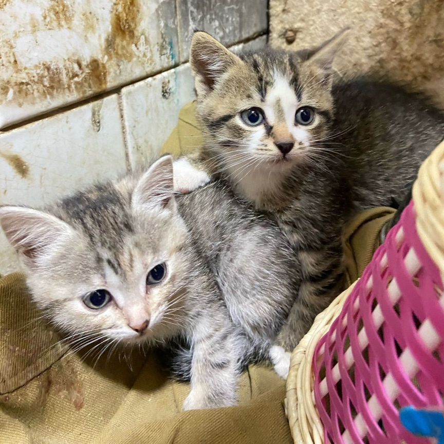 Котёнок в добрые руки