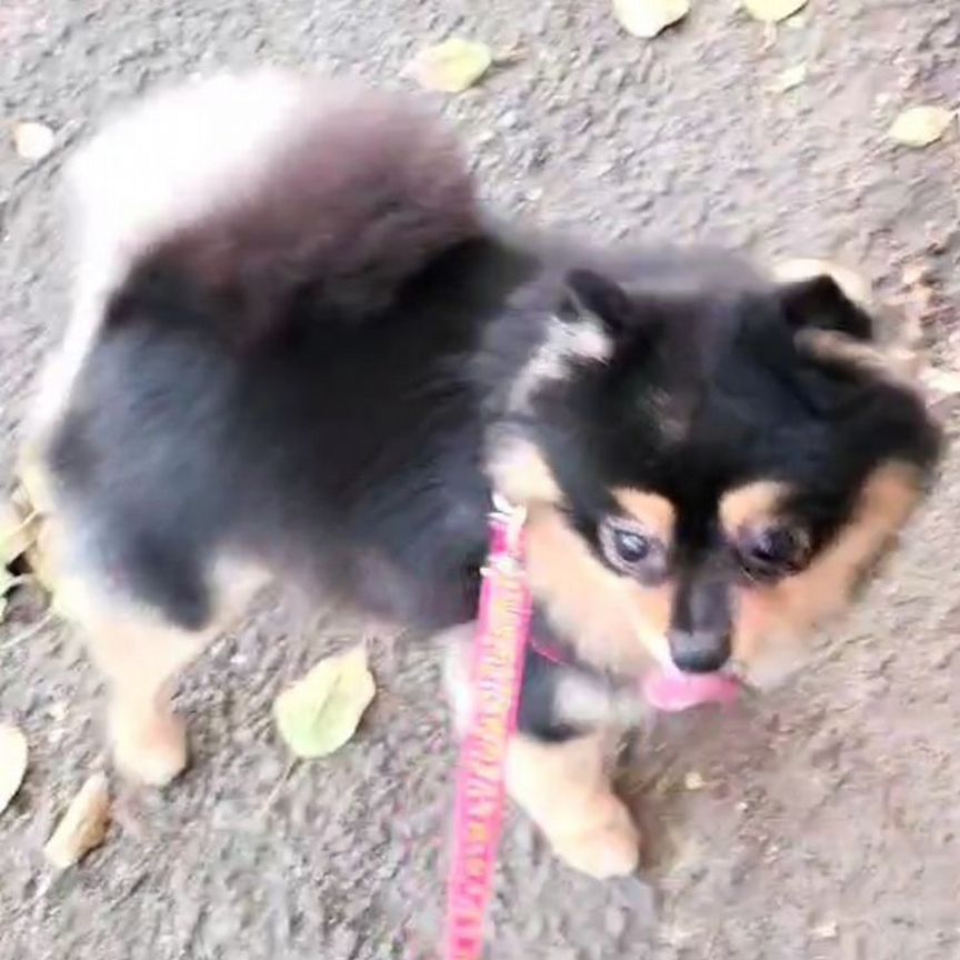 Померанский шпиц, взрослая собака