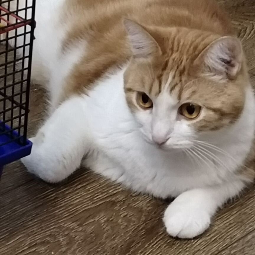 Отдам кота в добрые руки