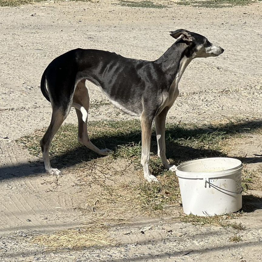 Найдена собака Волгоград