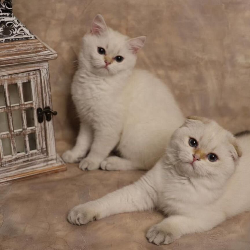 Шотландский вислоухий короткошёрстный котёнок