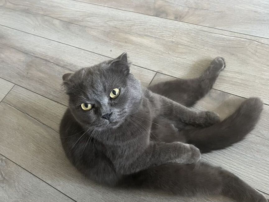 Британец бесплатно