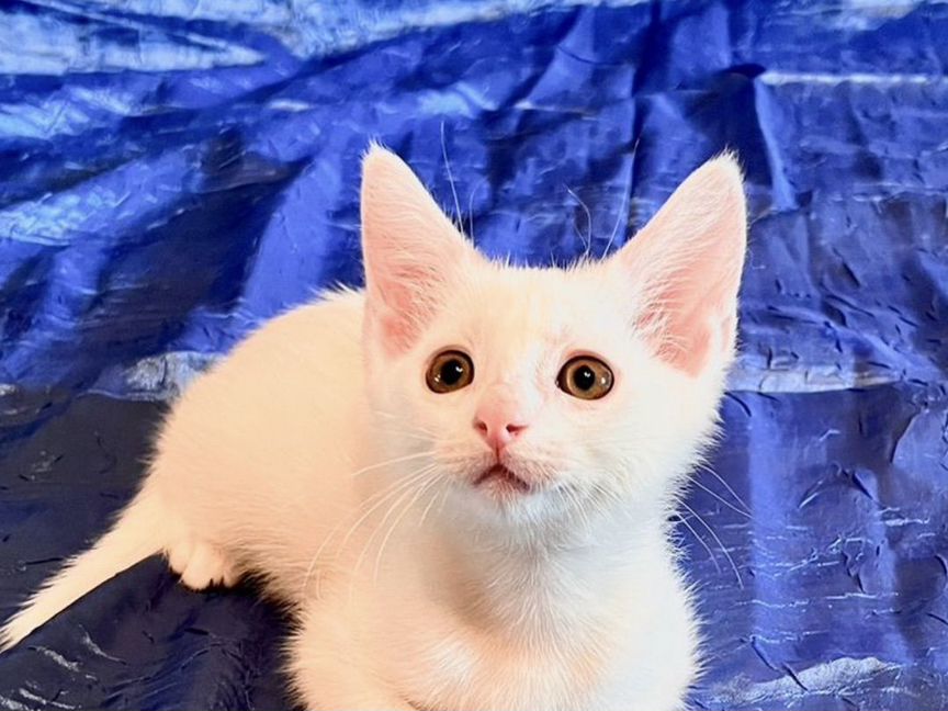 Белые милые котята 1,5 месяца в добрые руки