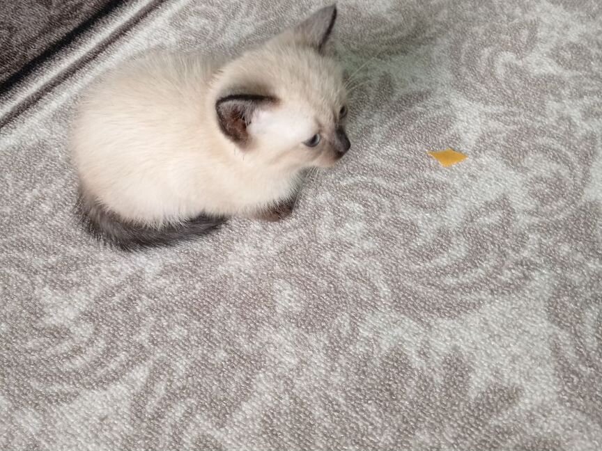 Сиамская кошечка