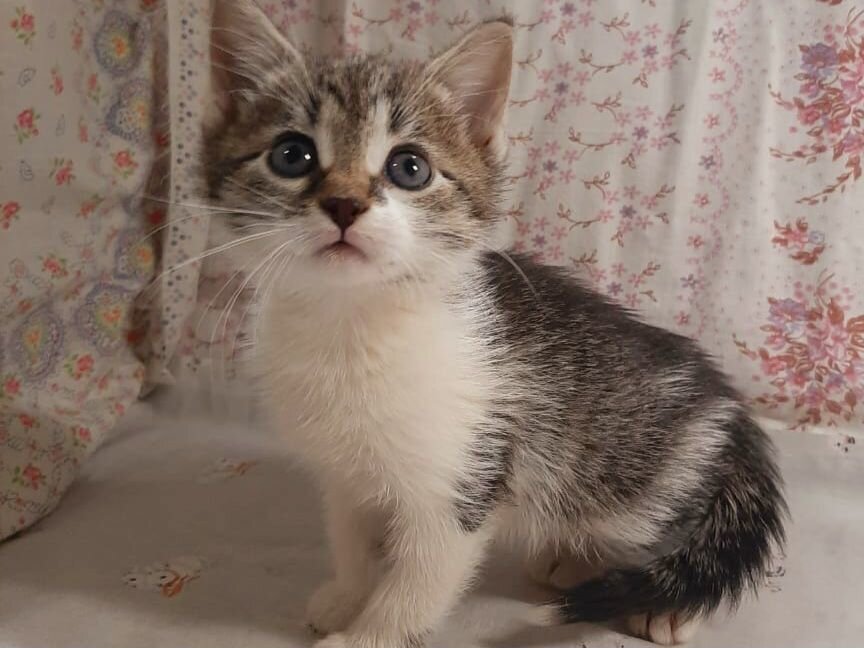 Нежная маленькая киска 1,5 мес