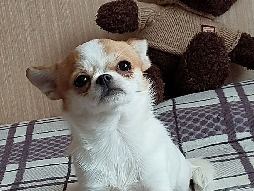 Чихуахуа мини девочка
