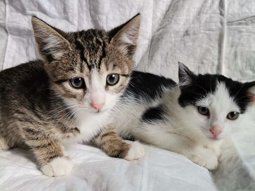 Котятки мальчики ищут дом