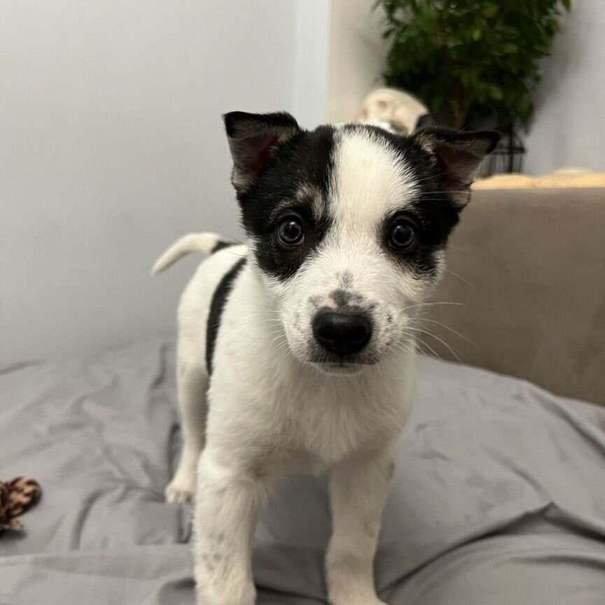 Щенок в добрые руки