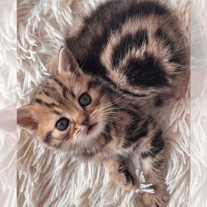 Шотландский прямоухий короткошёрстный котёнок