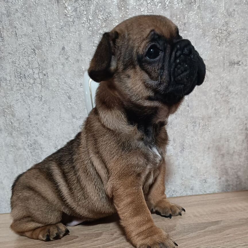 Мальчик французик