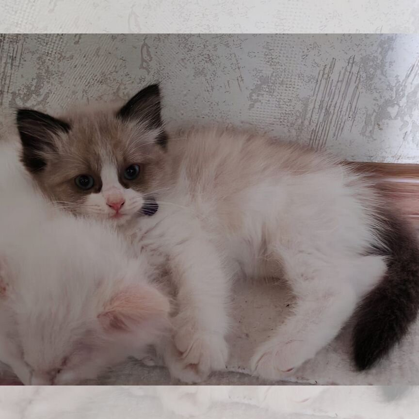Кошечка ragdoll