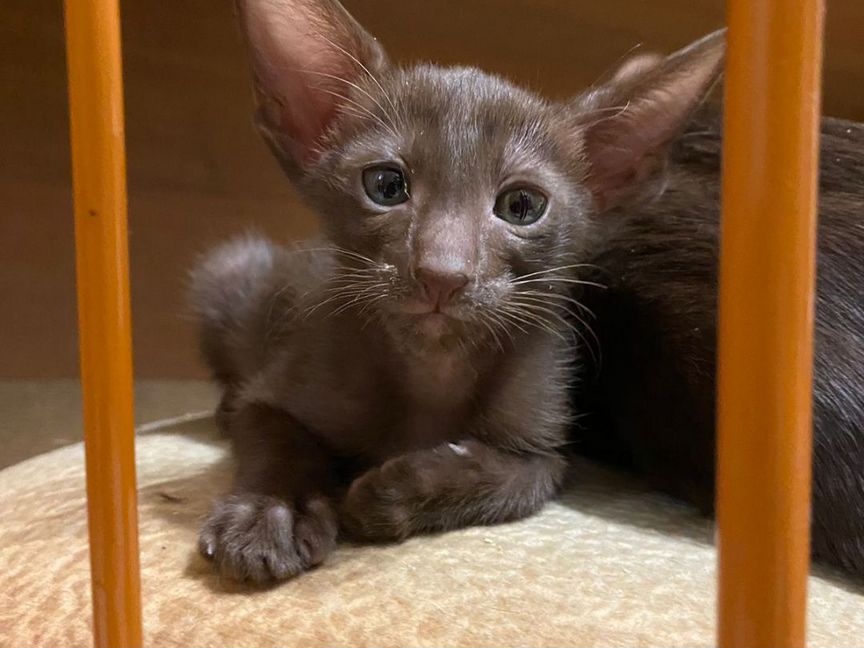 Ориентальные девчушки