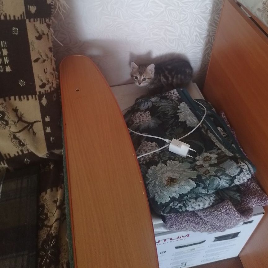 Ориентальный котёнок