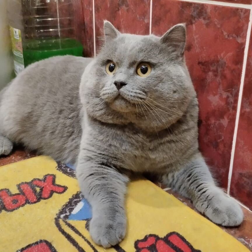 Шотландская