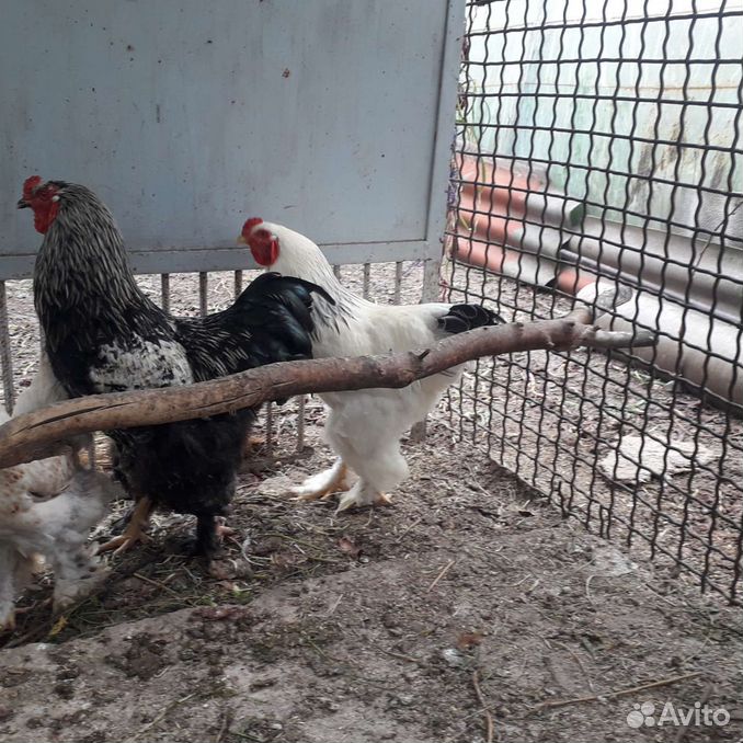 Петух Брама