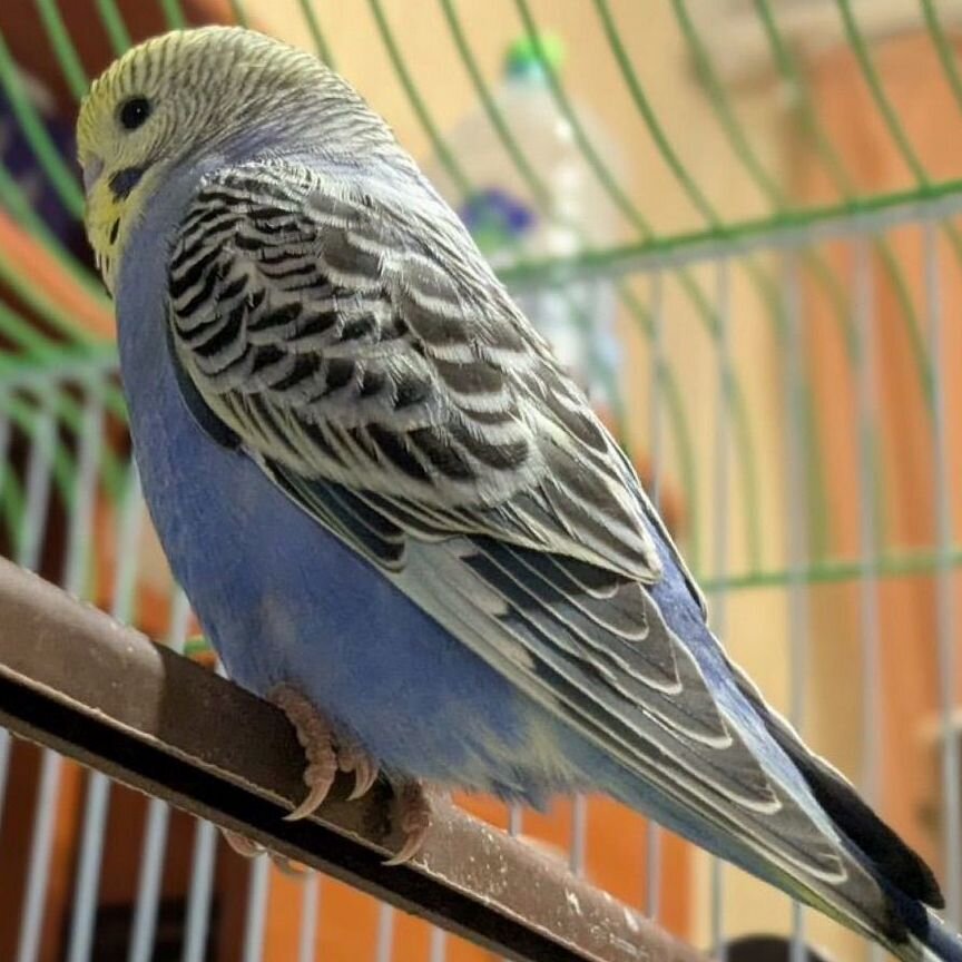 Фиолетовый попугай с клеткой