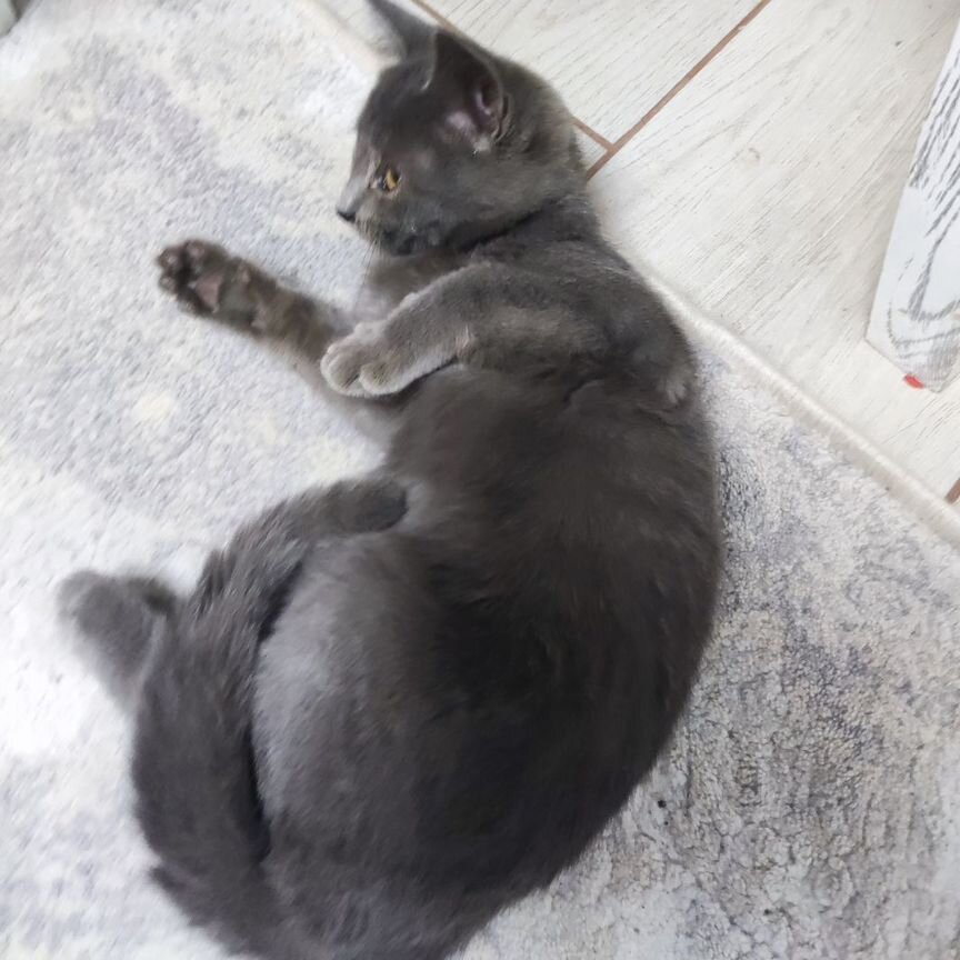 Котята русская голубая