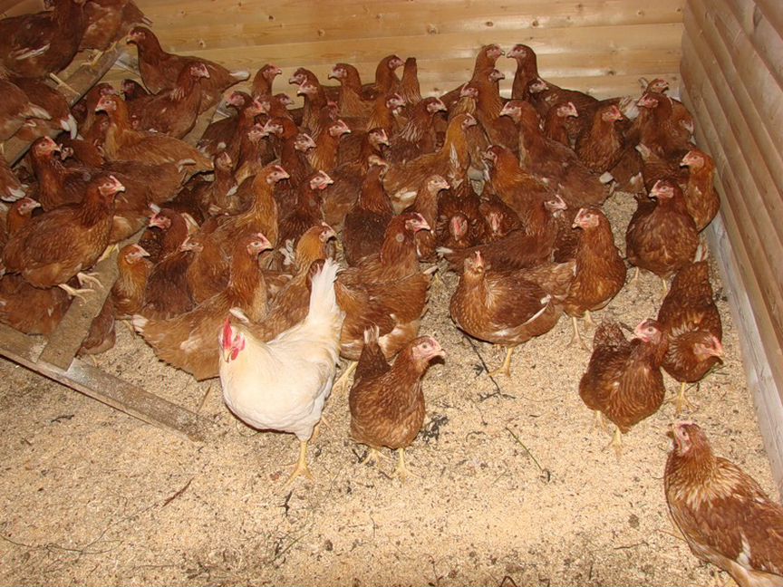 Куры-молодки