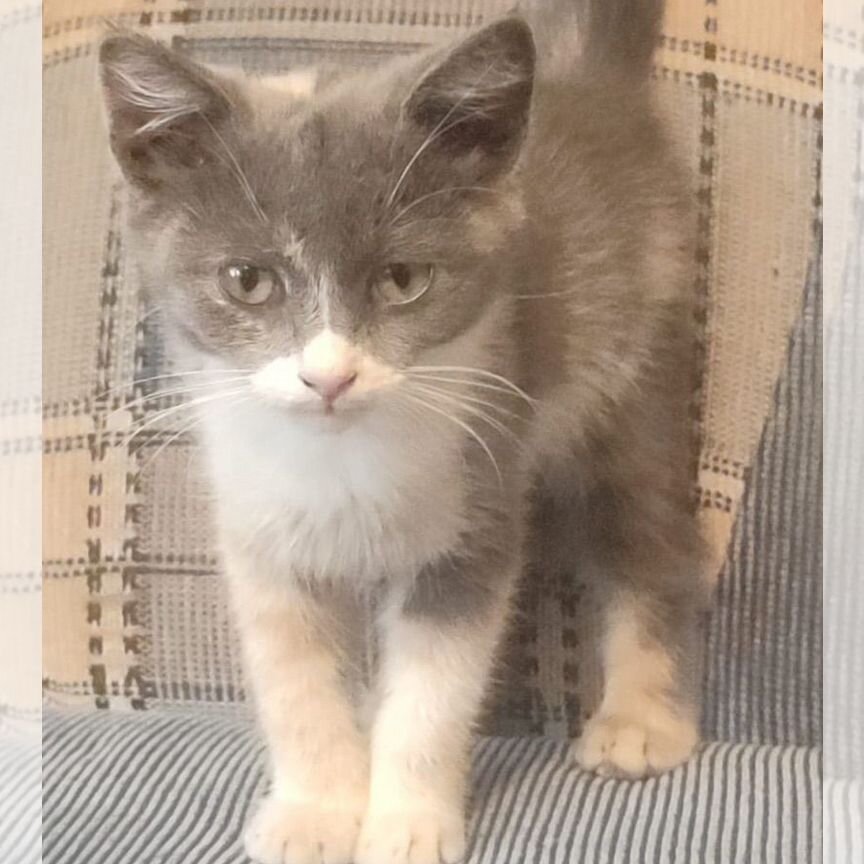 Маленькая кошечка,любит играть