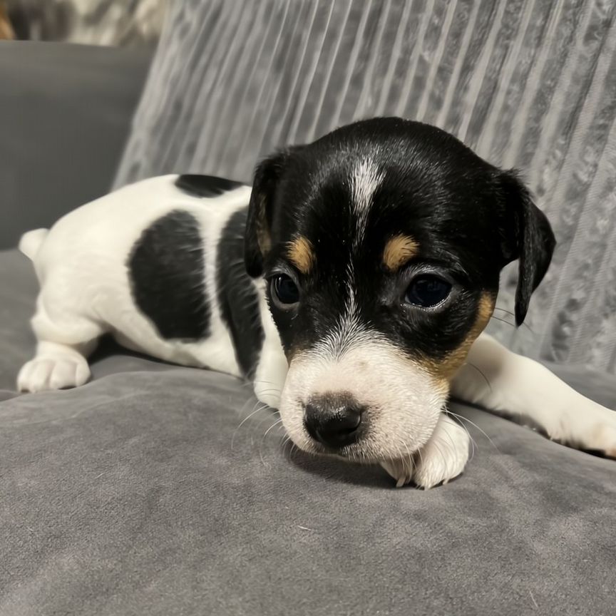 Джек-рассел-терьер, щенок