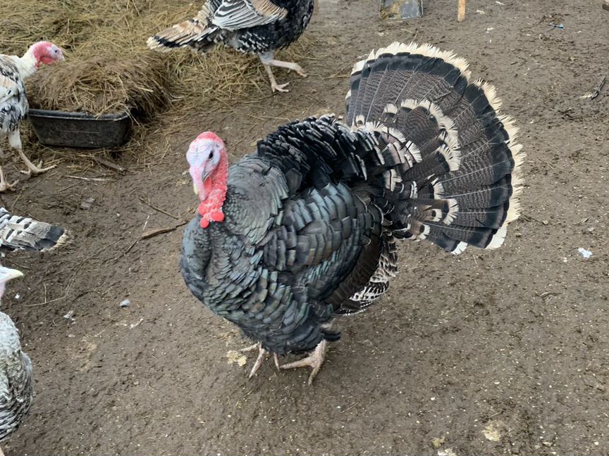 Индюки домашние