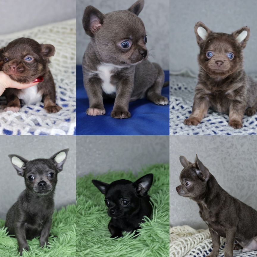 Чихуахуа, щенок