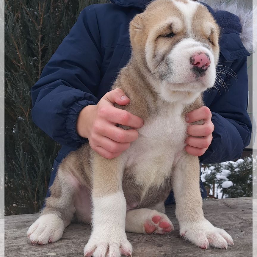 Щенки сао алабай