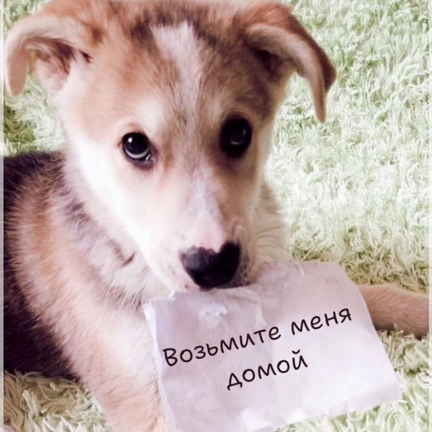 Щенки щенок среднего размера