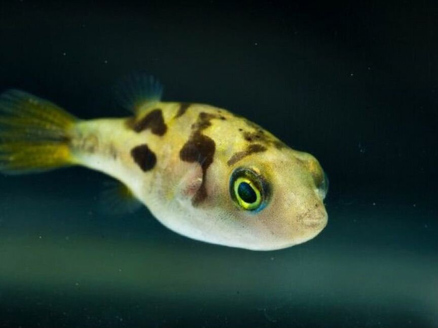 Тетраодон тетрадон карликовый