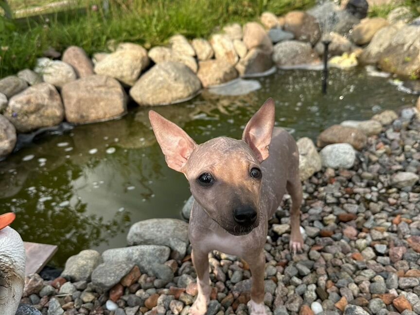 Собака американский голый терьер (агт)