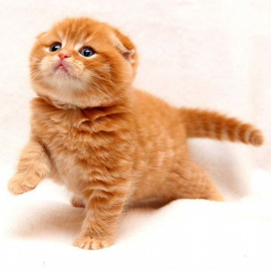 Шотландский рыжий котик