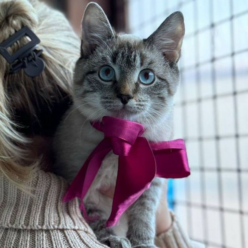 Котик Кисель в поисках дома