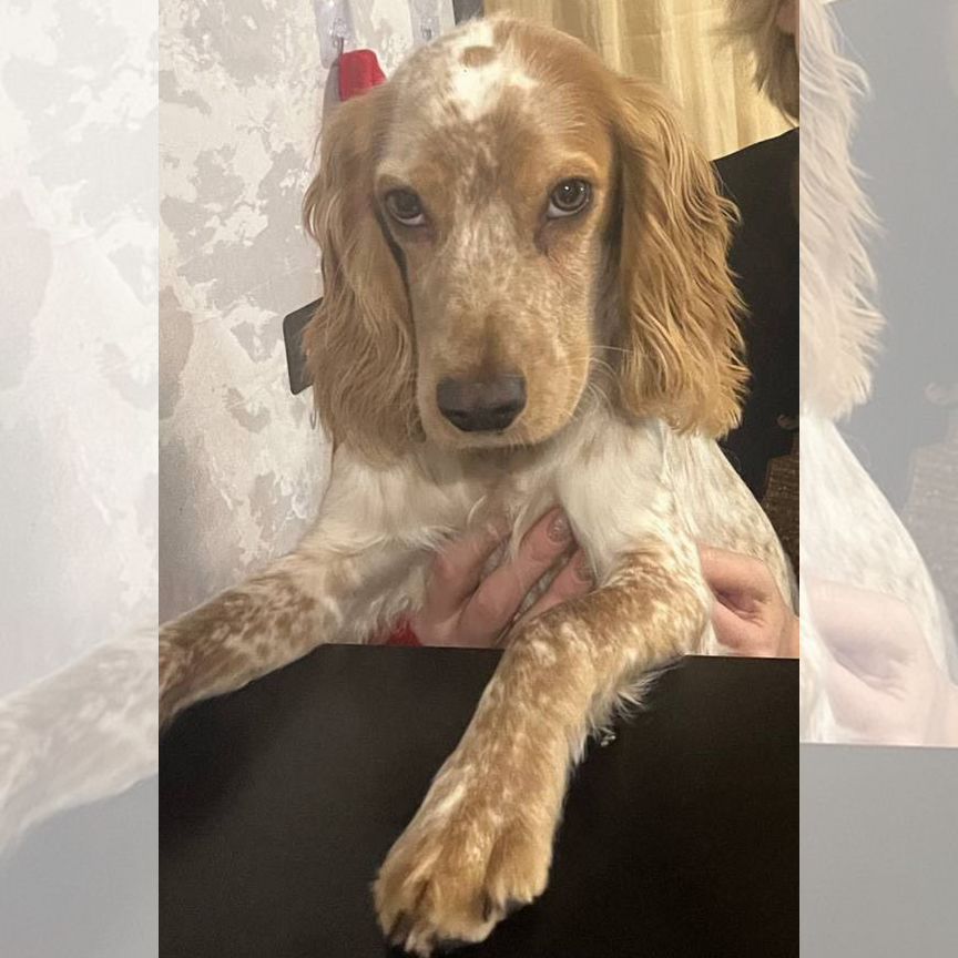 Русский охотничий спаниель, щенок