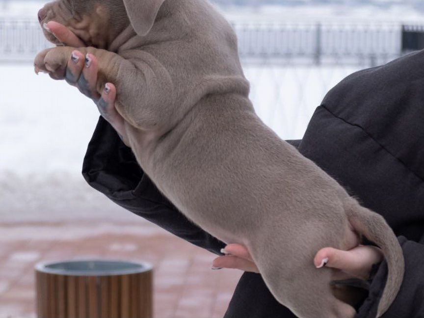 Щенки породы American bully тип покет