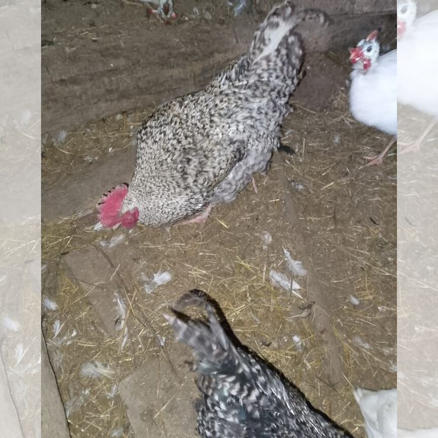 Куры молодки домашние